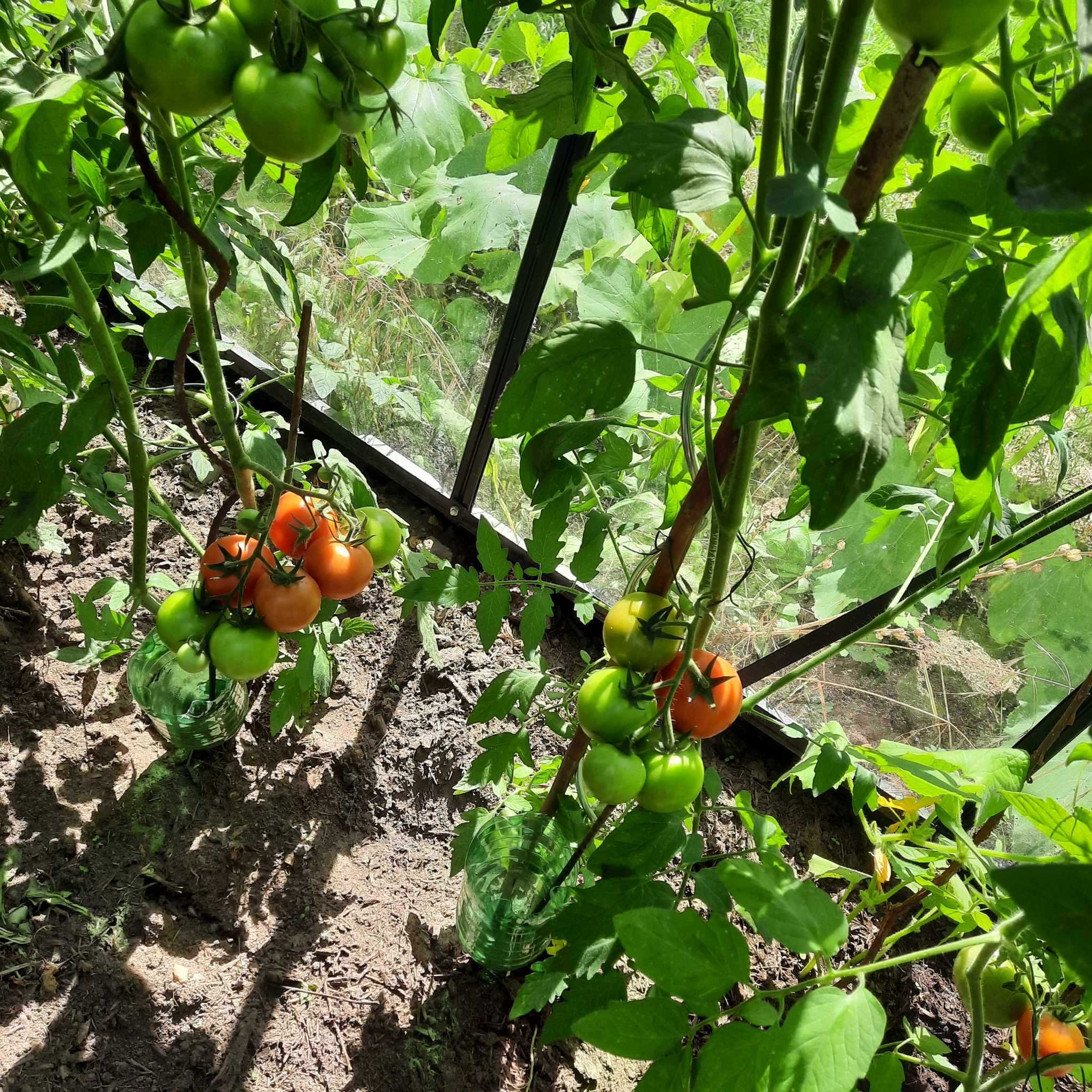 Comment cultiver des tomates sous serre ? | Ma Serre au Jardin