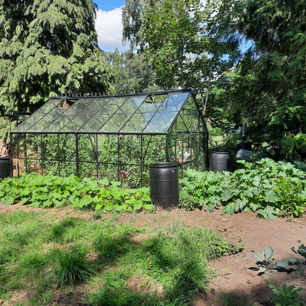 Comment cultiver des tomates sous serre ? | Ma Serre au Jardin